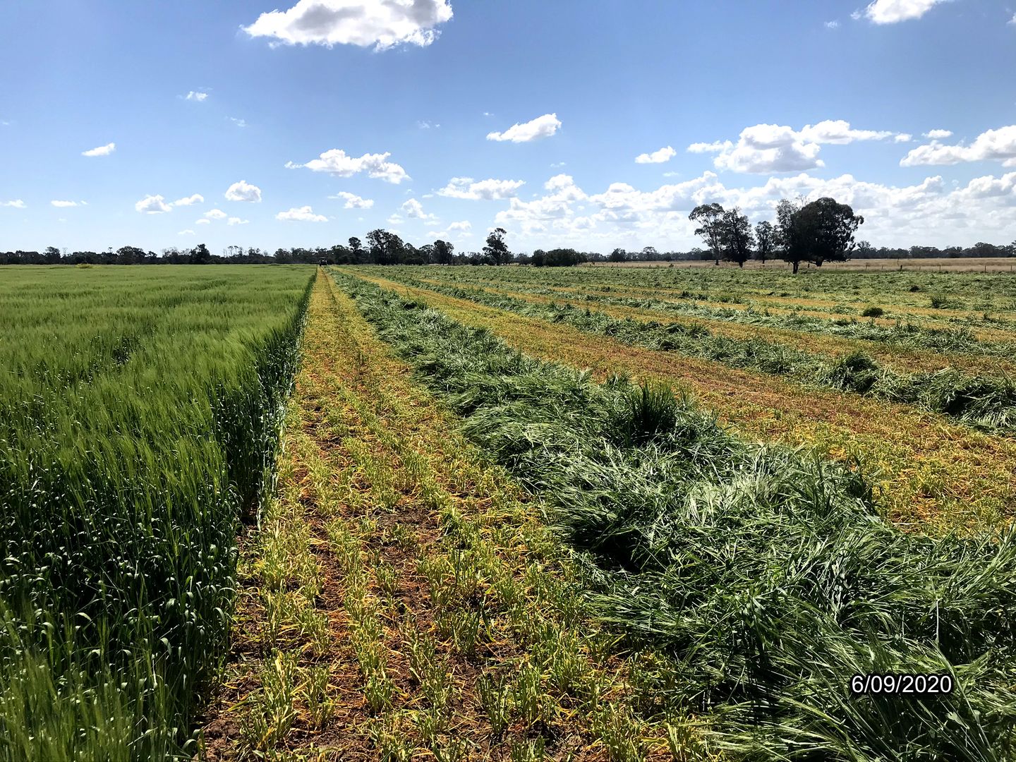 295 Hd Creek Road, Wee Waa NSW 2388 - Farm for Sale - $4,110,000