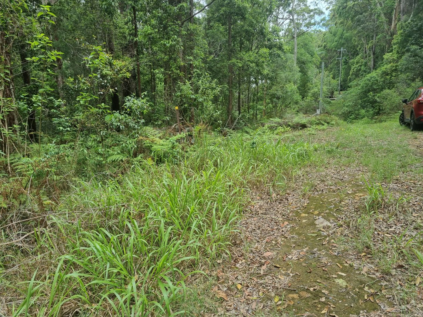 1937 Springbrook Road, Springbrook QLD 4213 | Domain