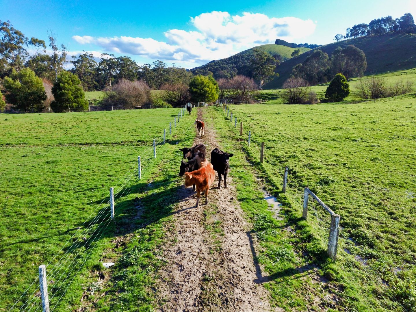 66 Trease And Robbins Road, Mardan VIC 3953 - Rural Lifestyle Property ...