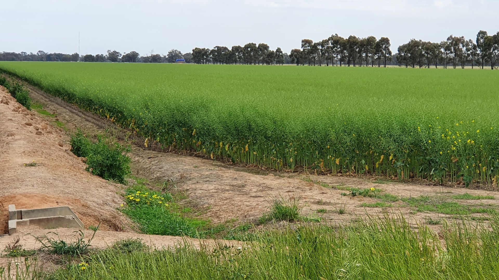 2248 Tantonan Road, Bunnaloo NSW 2731 - House for Sale | Domain