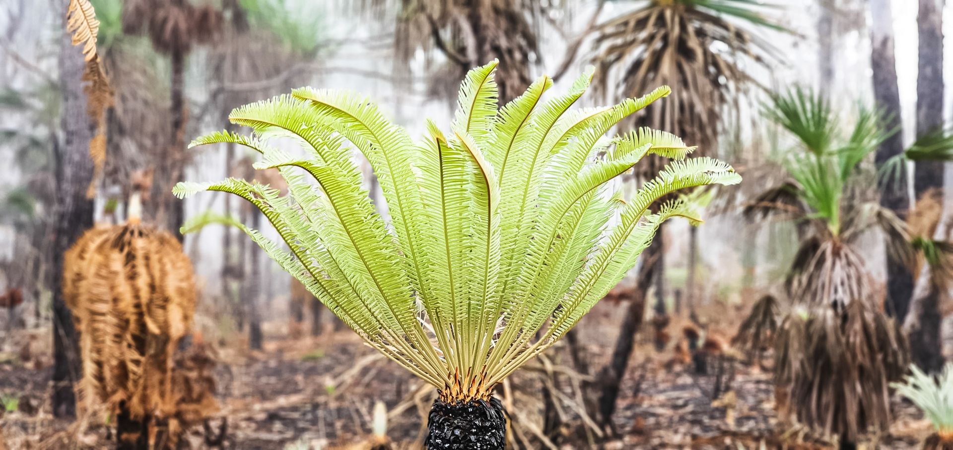 39 Erickson Cresent, Wagait Beach NT 0822 | Domain