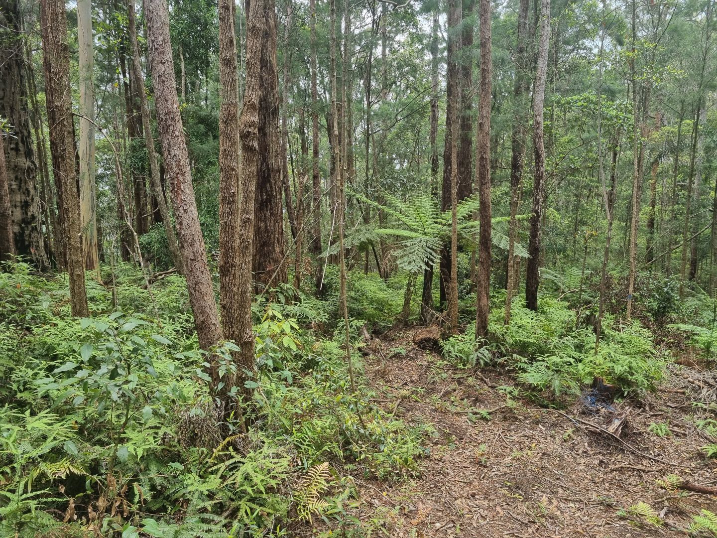 1937 Springbrook Road, Springbrook QLD 4213 | Domain