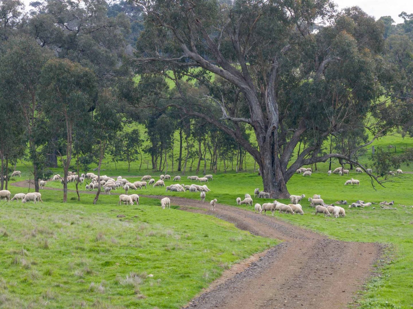 Goldfields Road, Barfold VIC 3444 - House for Sale | Domain