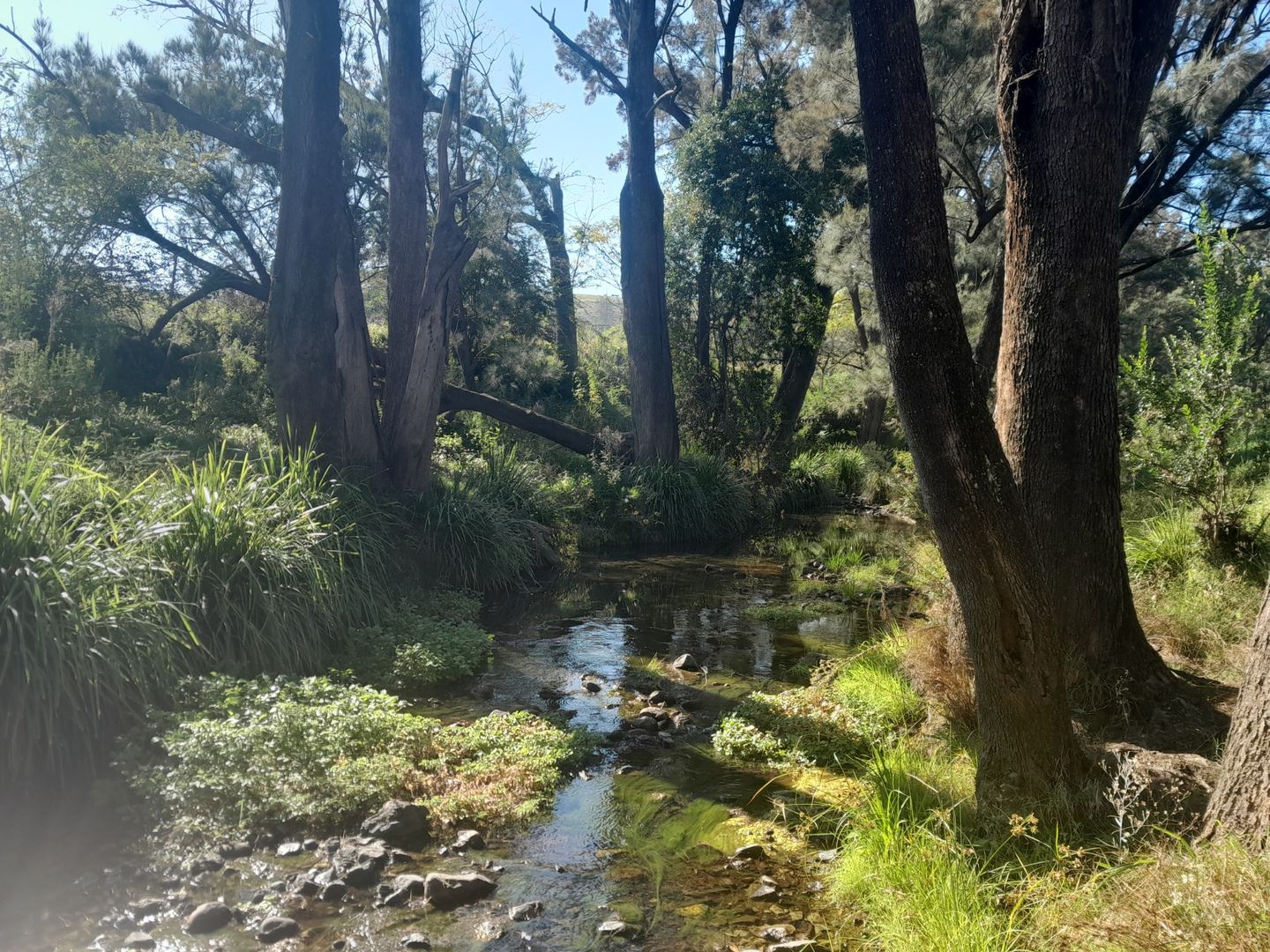 319 Bundook Road, Tugrabakh NSW 2422 - House for Sale - $1,265,000