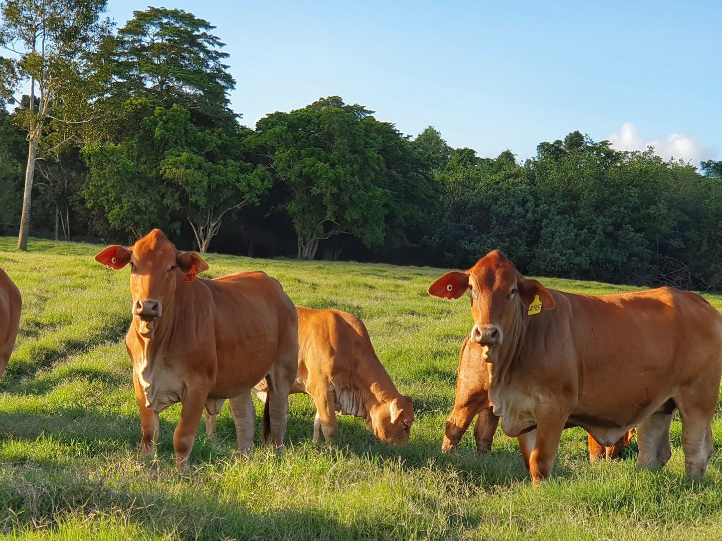 Mount Ossa QLD 4741 - House for Sale | Domain