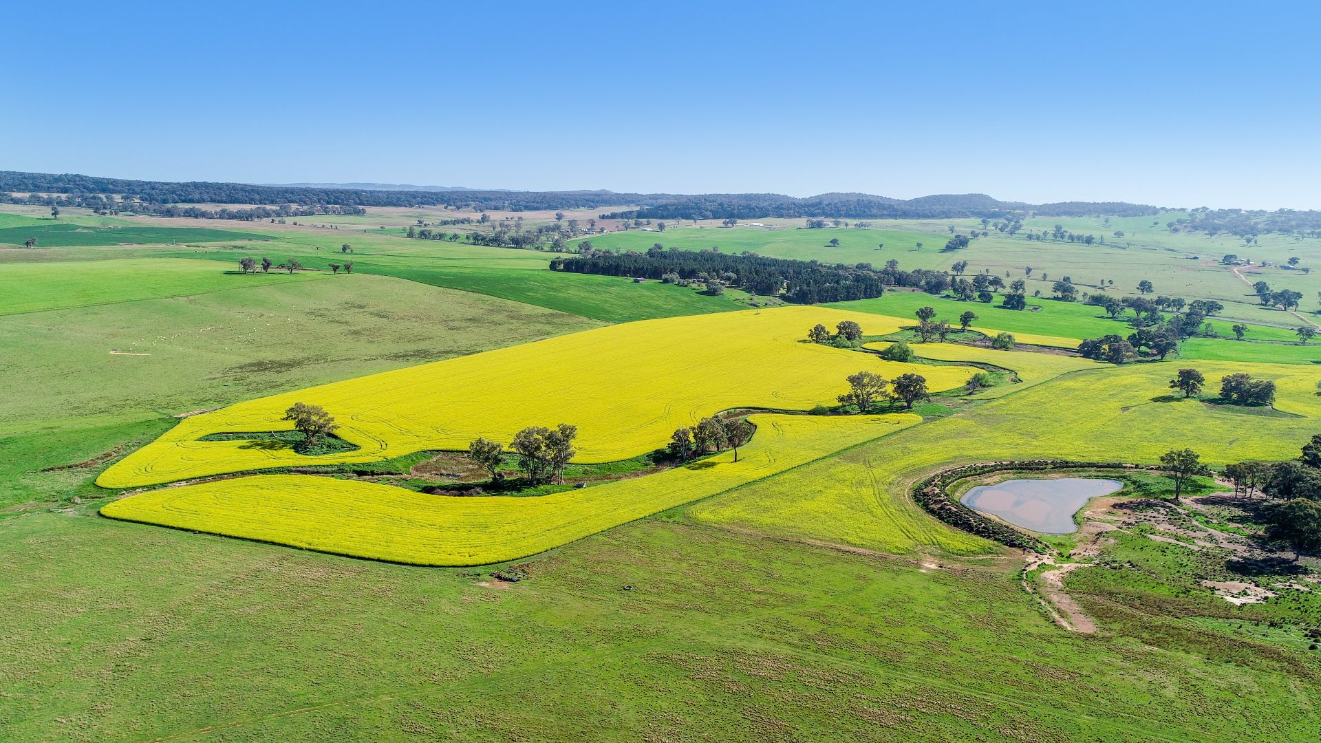 565 Gollan Road, Goolma NSW 2852 - Farm for Sale - $1,900,000