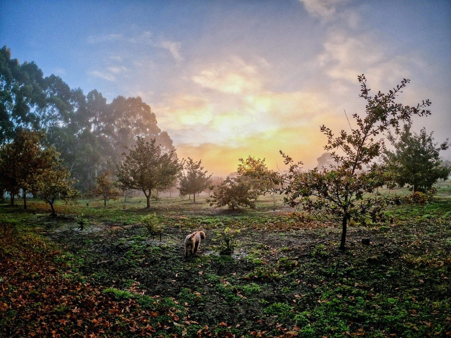 3 Wedgetail Cove, Walpole WA 6398 - House for Sale | Domain