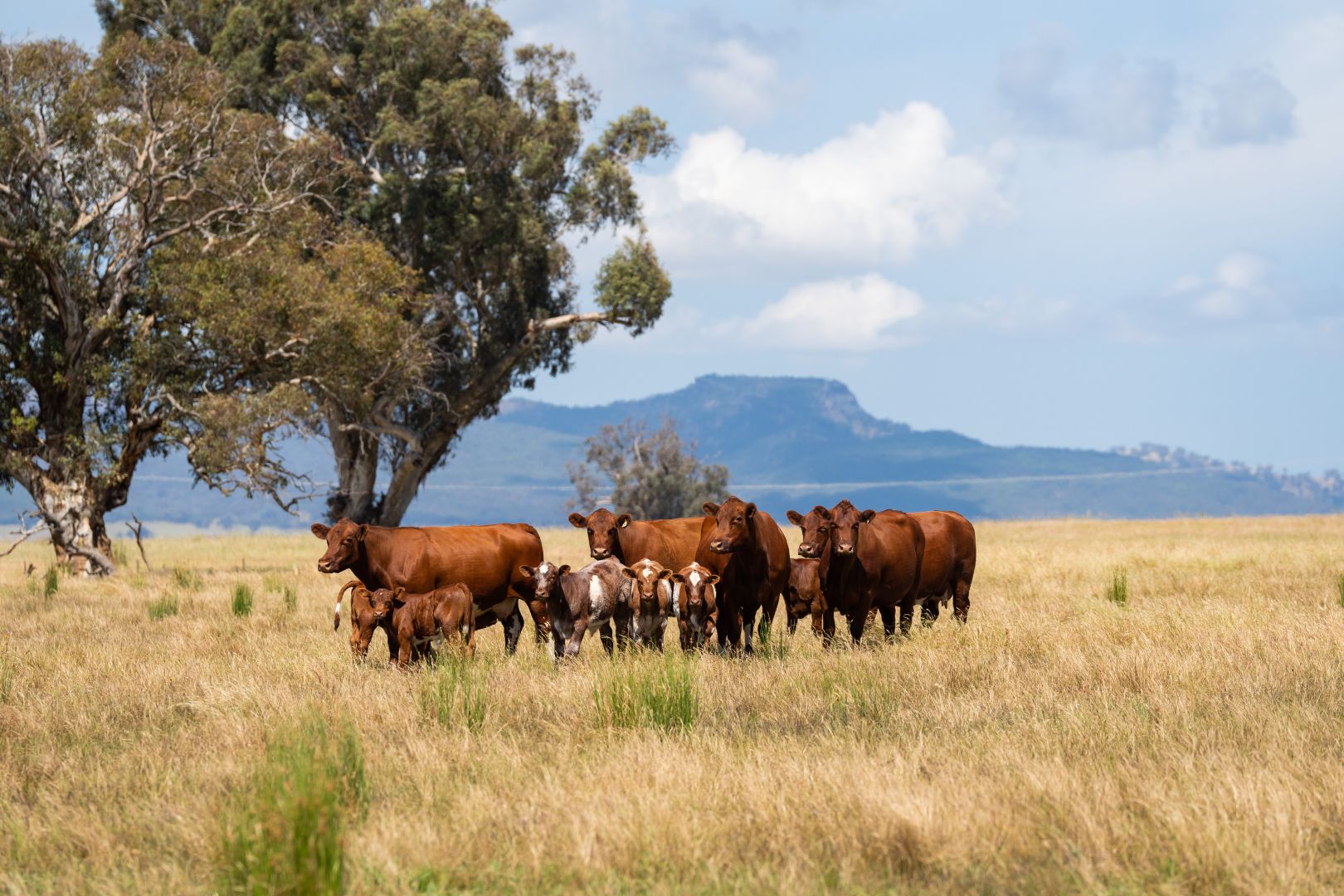 'Hillside'/876 Bethel Road, Glenellen NSW 2642 - House for Sale
