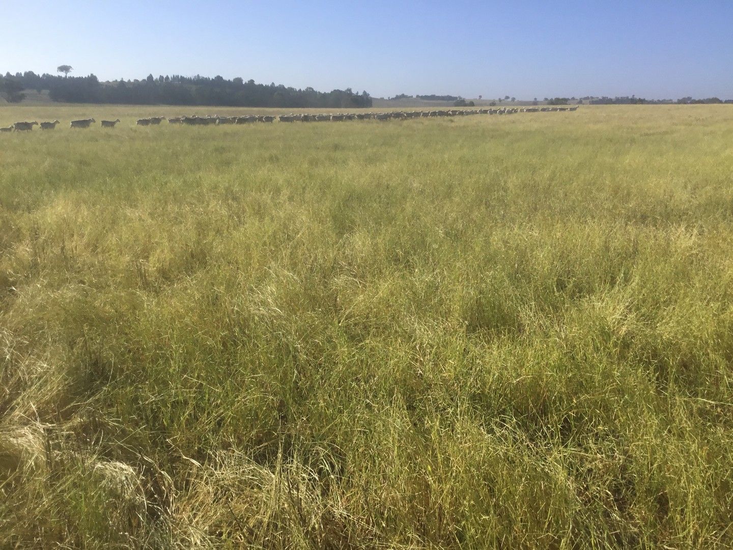 Wyona Park/89 Bourke & Halls South road, Binnaway NSW 2395 - House for ...