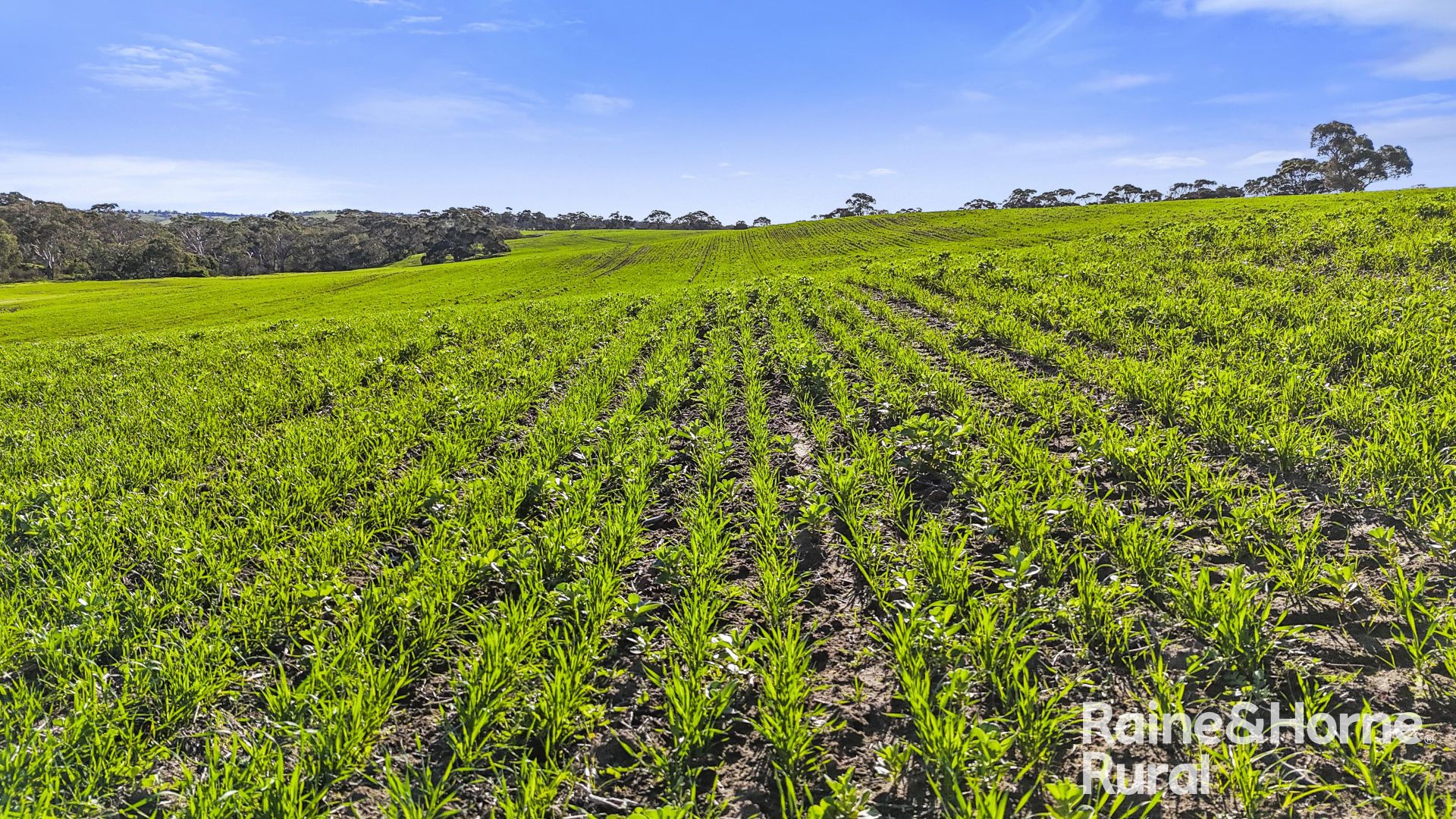 1296 Alexandrina Road, Finniss SA 5255 - House for Sale | Domain