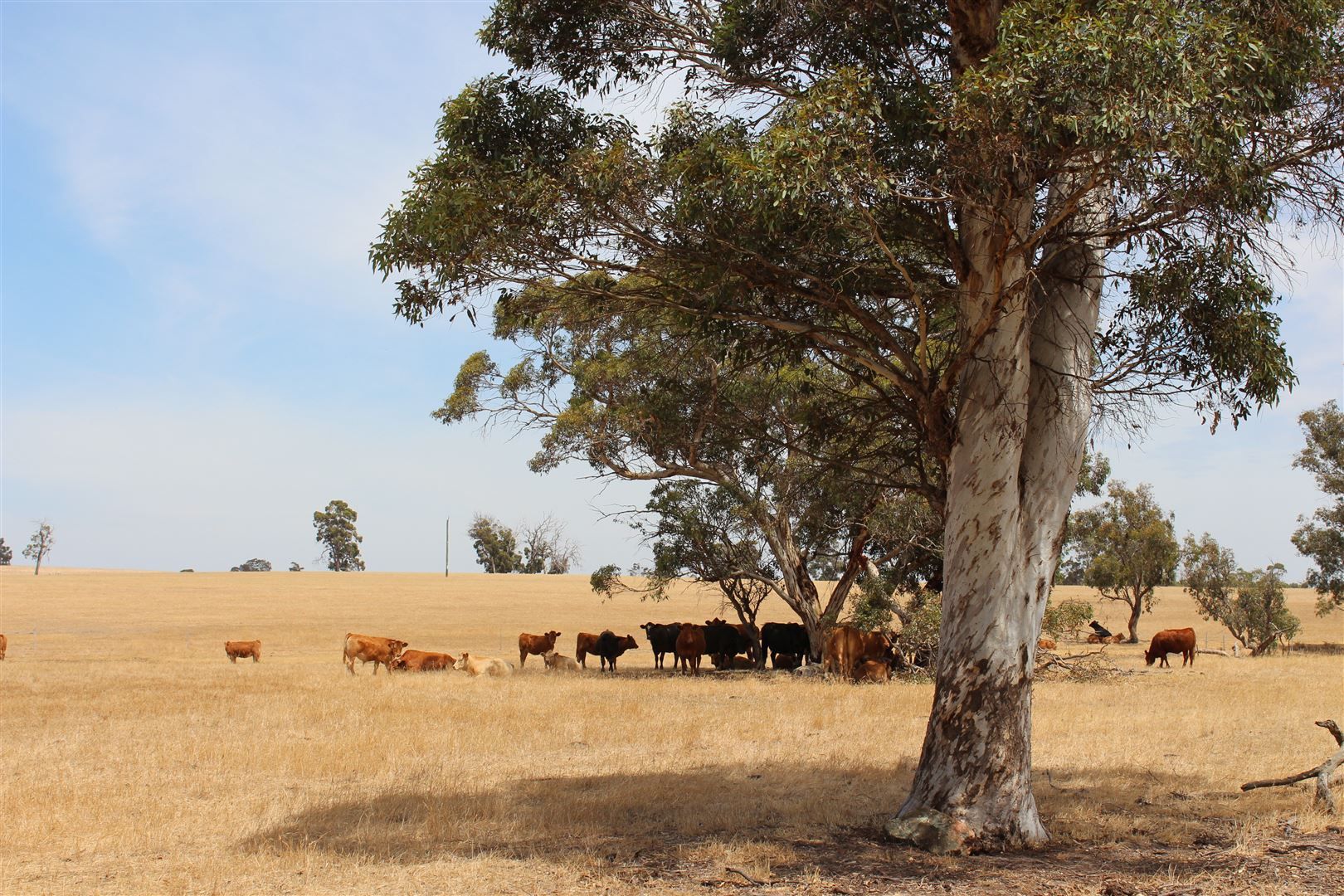 340 Carlecatup North Road, Cherry Tree Poo | Property History & Address ...