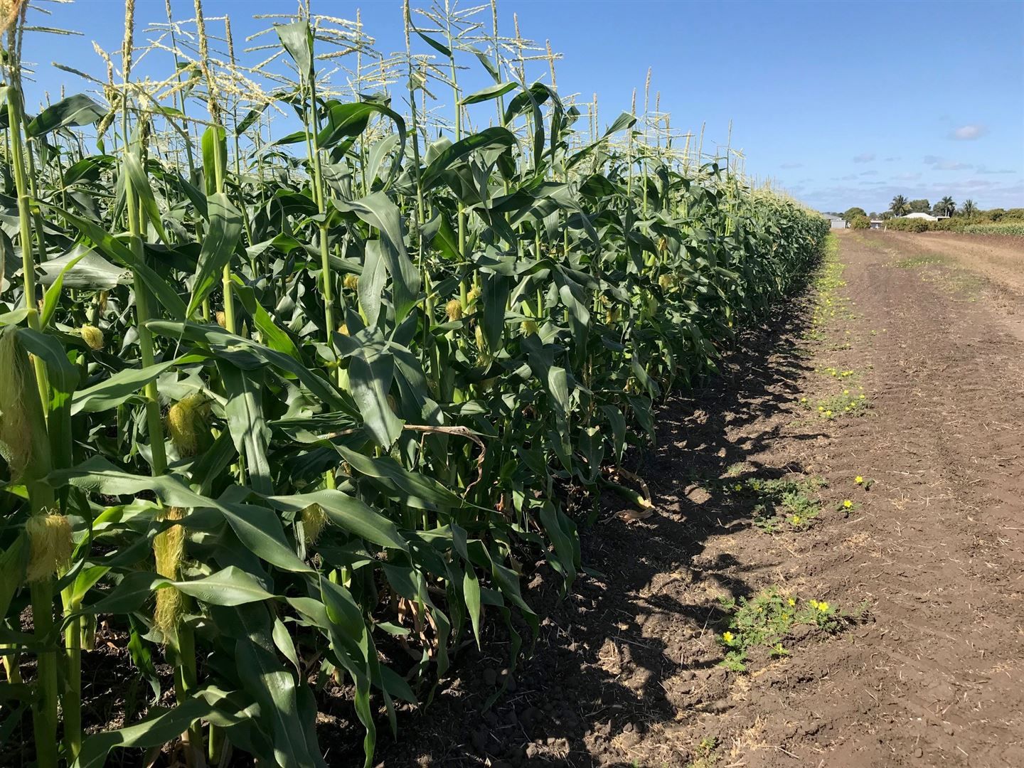 Bowen QLD 4805 - Farm for Sale | Domain