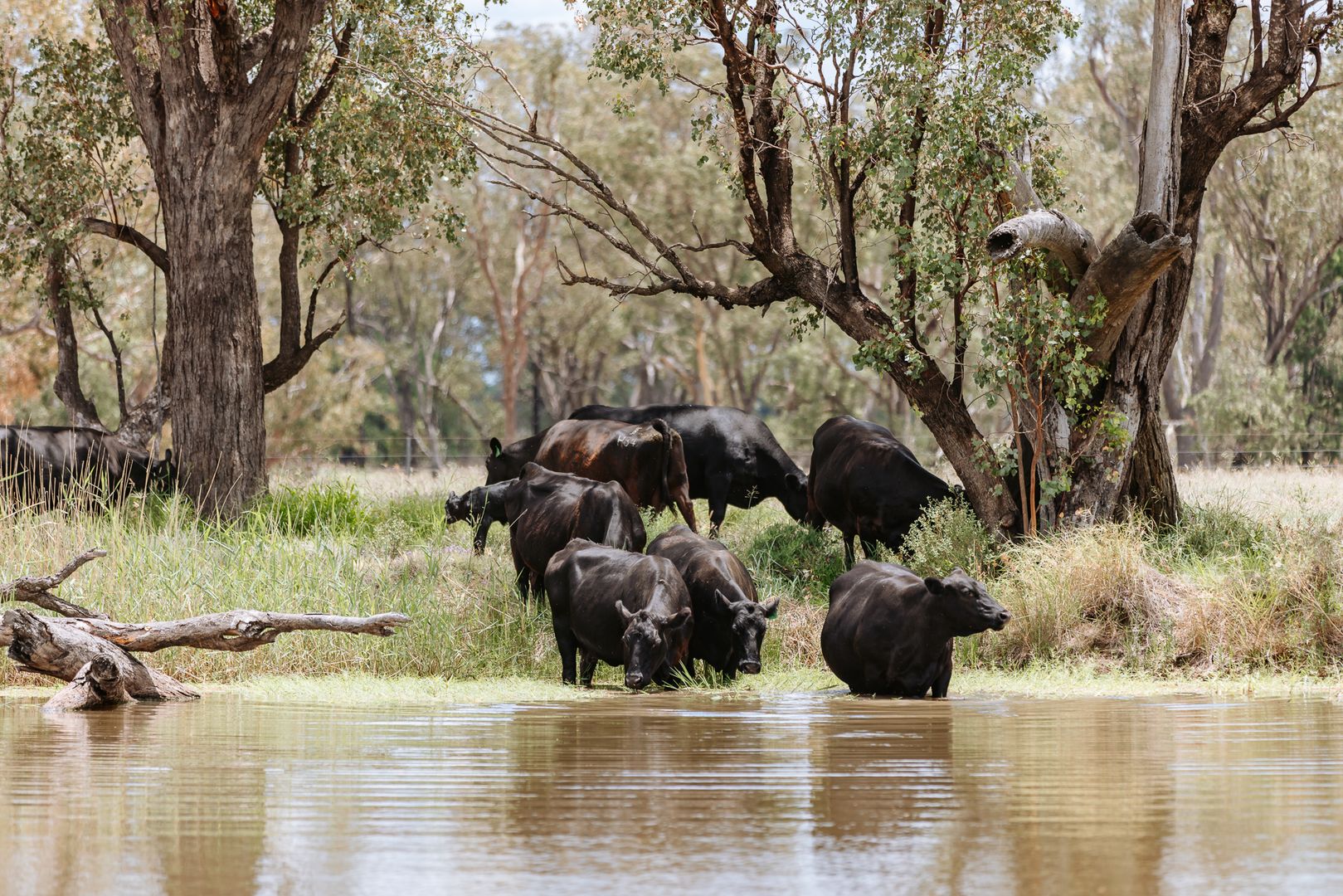 Freeman Road, Miles QLD 4415 - House for Sale | Domain