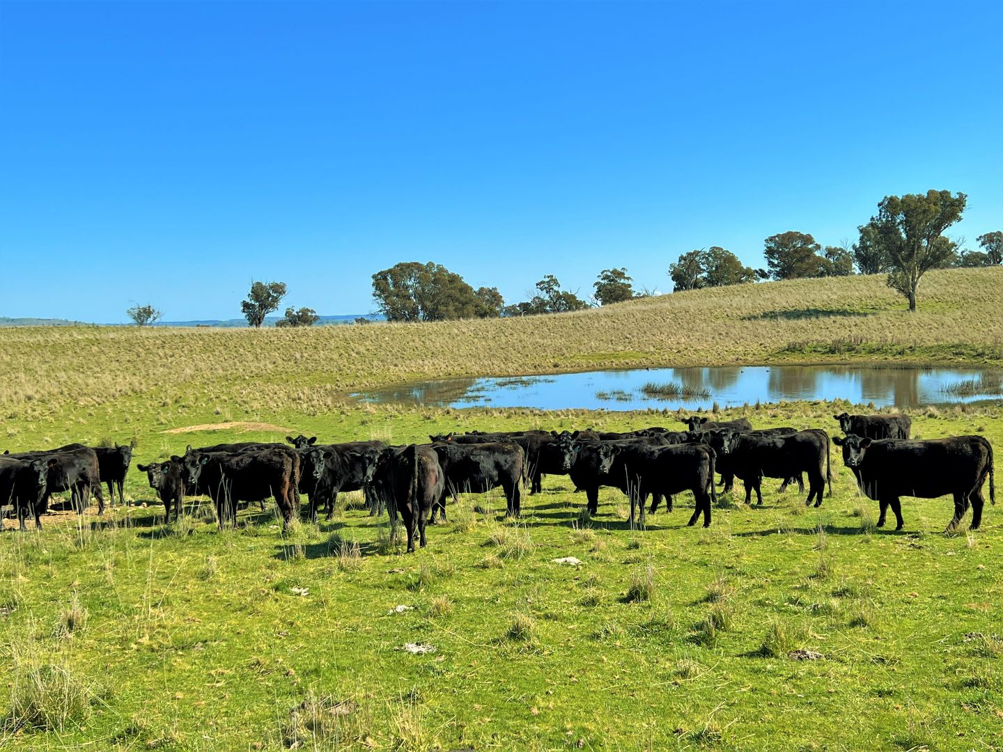 244 Fish River Road, Crookwell NSW 2583 - House for Sale | Domain