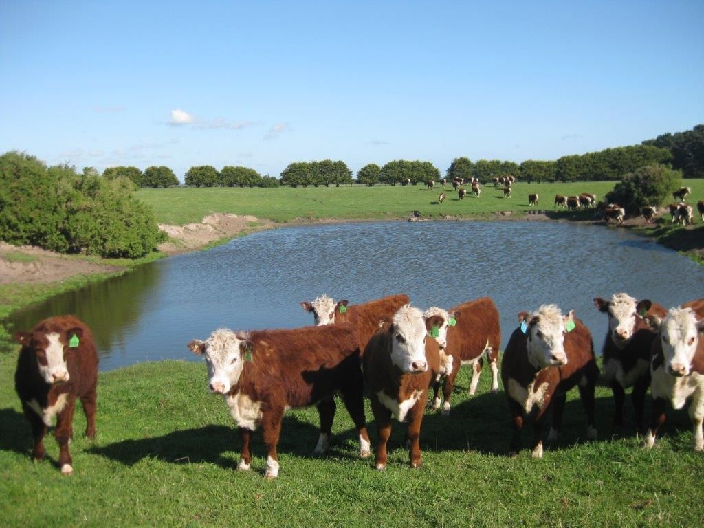 . Heddles Road, Loorana TAS 7256 - House for Sale | Domain