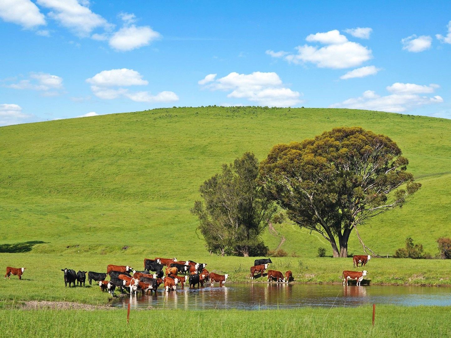 0 Corner Glenelg Highway - Den Hills Road, Coleraine VIC 3315 - Farm ...