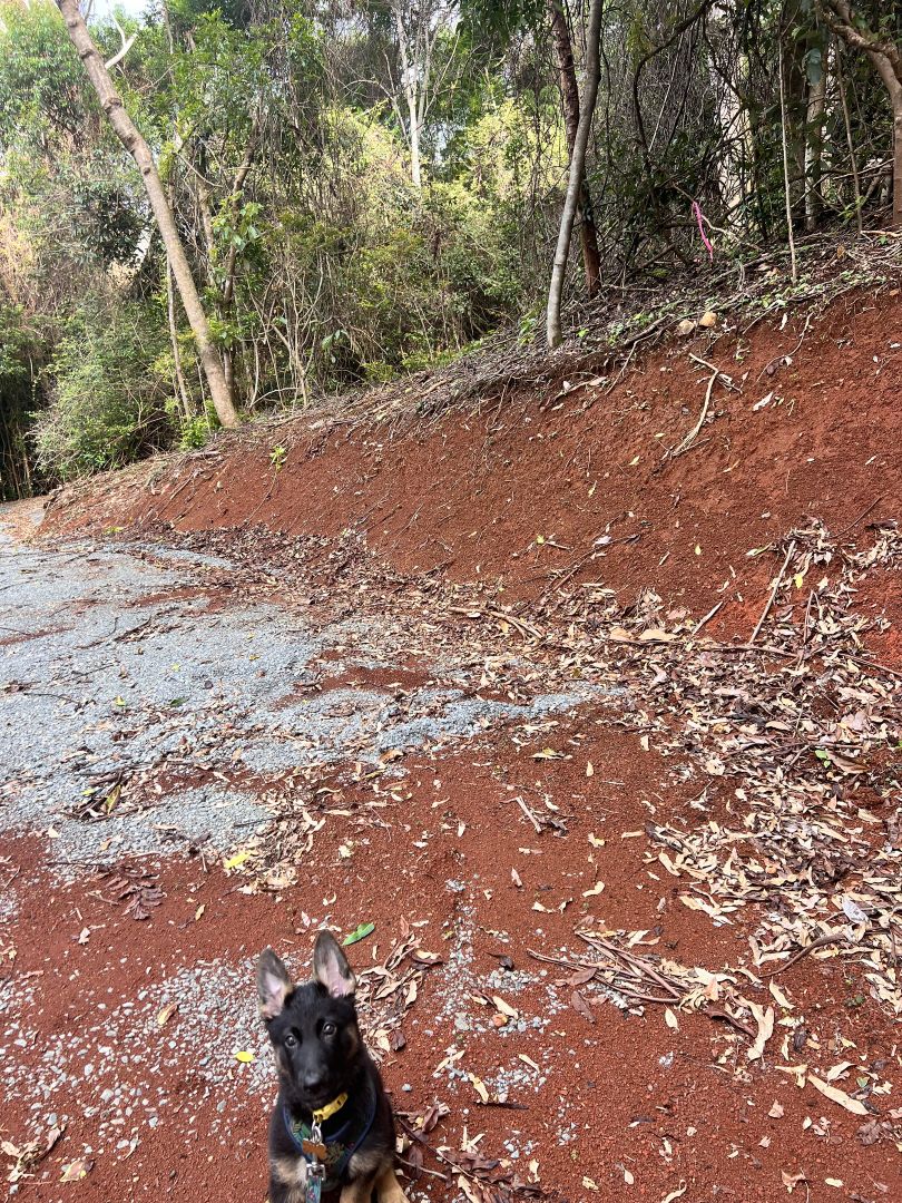 2471 Springbrook Road, Springbrook QLD 4213 | Domain