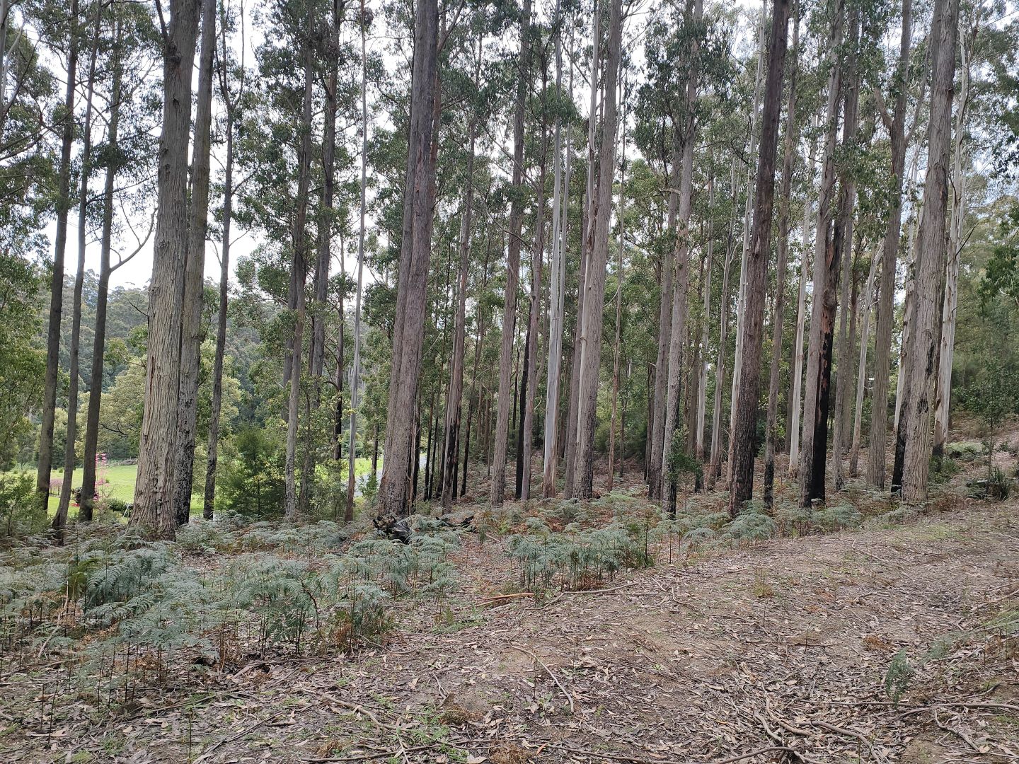 405 Back Cam Road, Somerset TAS 7322 | Domain
