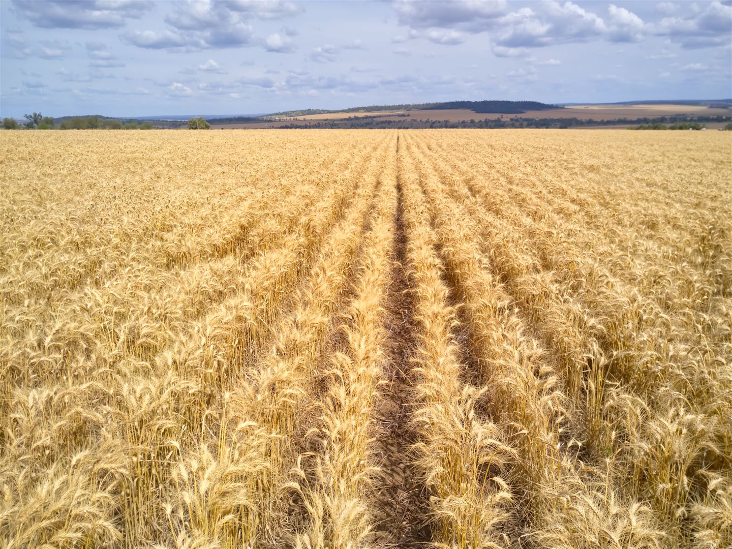 . Blue Nobby Road, North Star NSW 2408 - Farm for Sale - $5,200,000