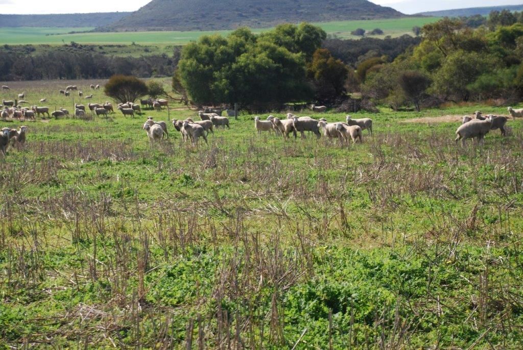 Yetna WA 6532 - House for Sale - $950,000 | Domain