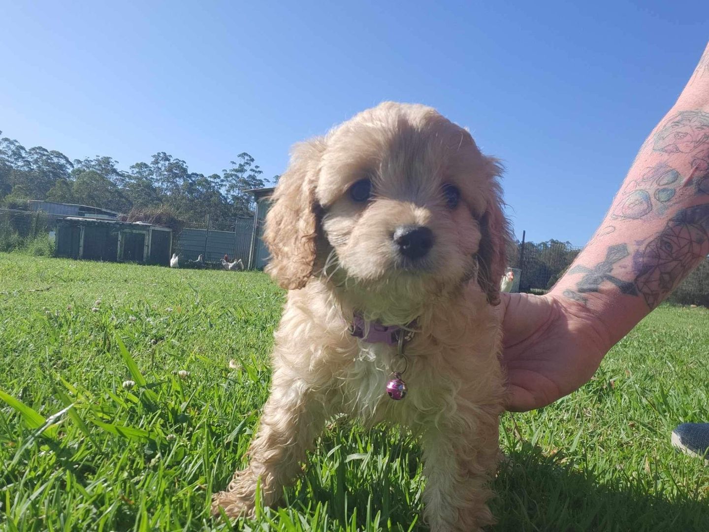 22 Willina Road, Coolongolook NSW 2423 - House for Sale - $975,000