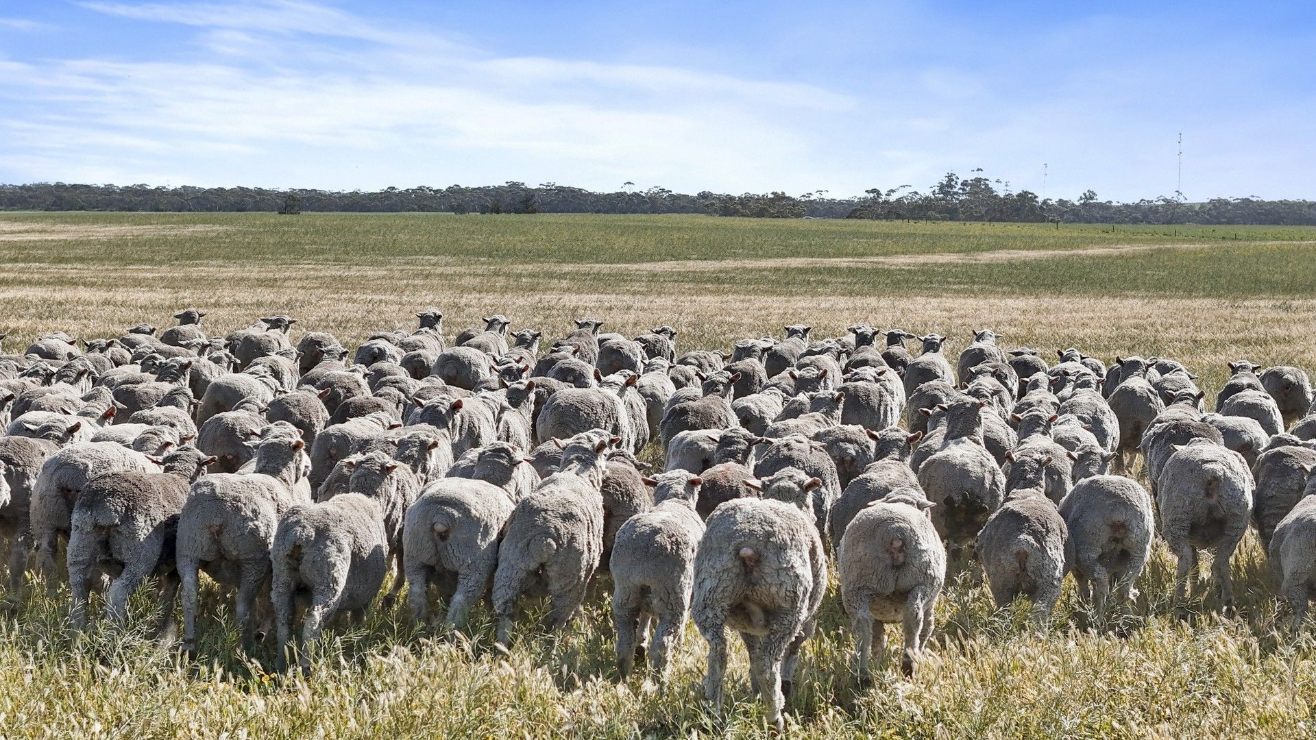 4910 Mallee Highway, Peake SA 5301 - Farm for Sale | Domain