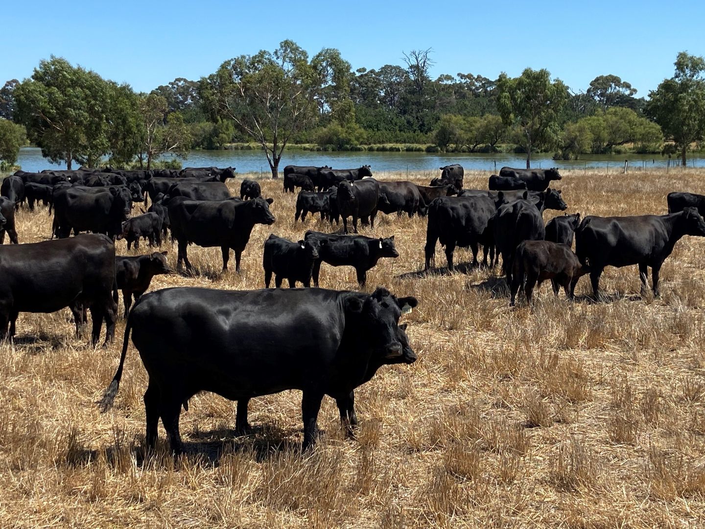 1404 Beaufort-Carranballac Road, Stoneleigh | Property History ...