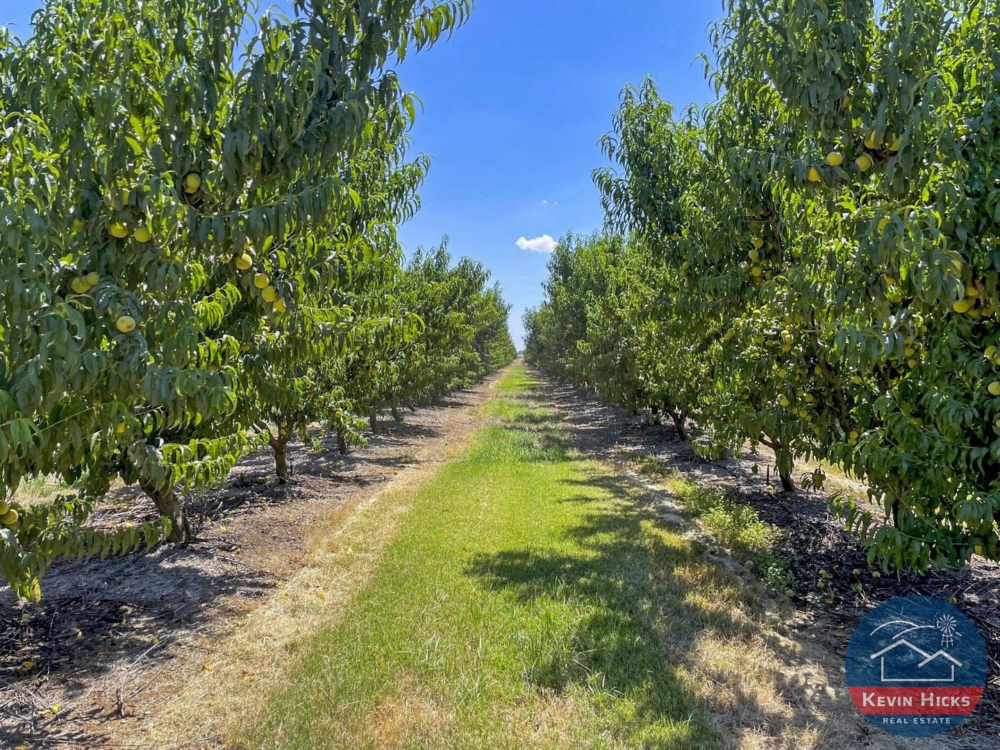 484 Cobram South Road, Cobram VIC 3644 - Specialist Farm for Sale