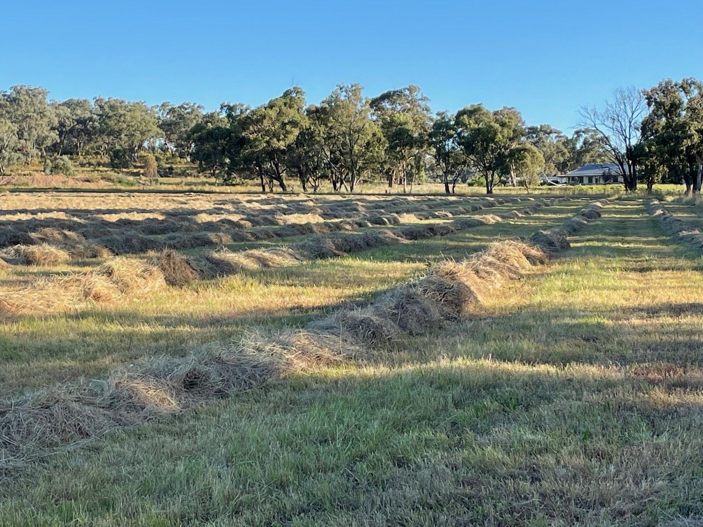 Mudgee NSW 2850 - House for Sale | Domain