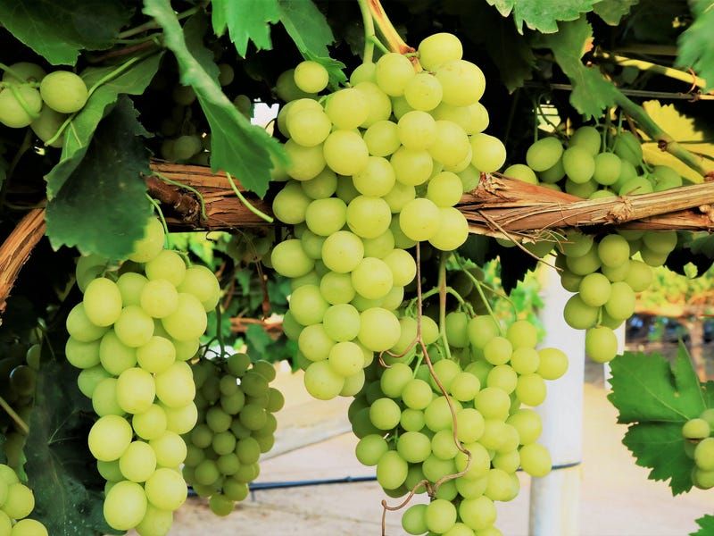 St George QLD 4487 - House for Sale | Domain