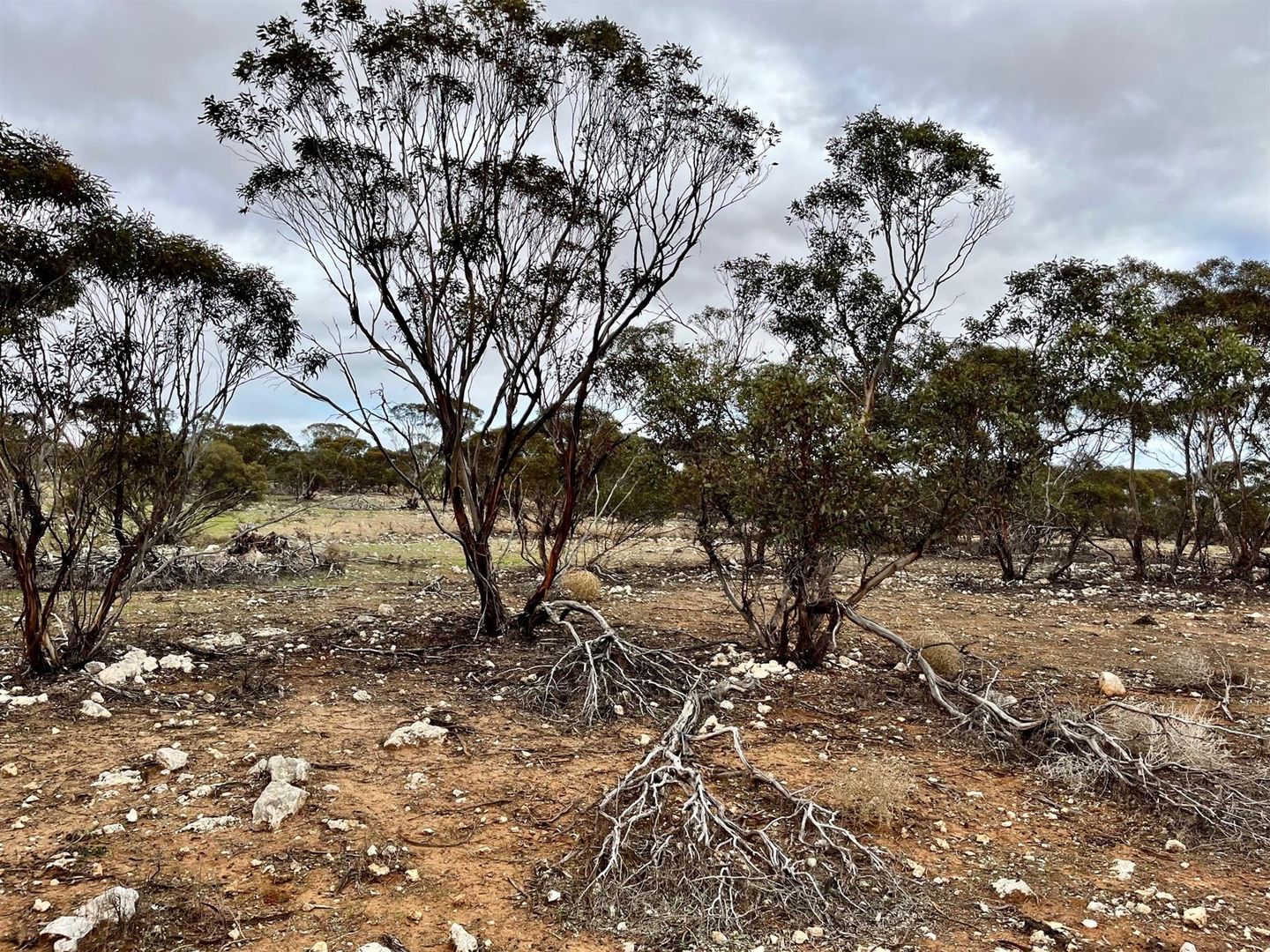 Allotment 5 Cockshell Road, Bowhill SA 5238 - Farm for Sale - $249,000