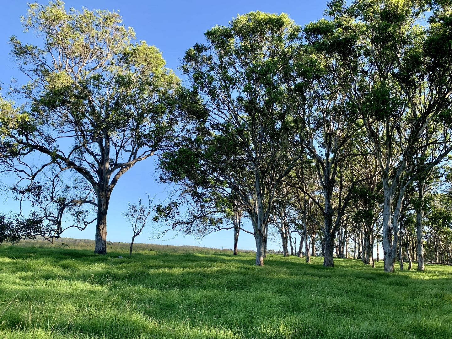 5440 Mt Lindesay Road, Liston NSW 2372 - Vacant Land for Sale - $295,000