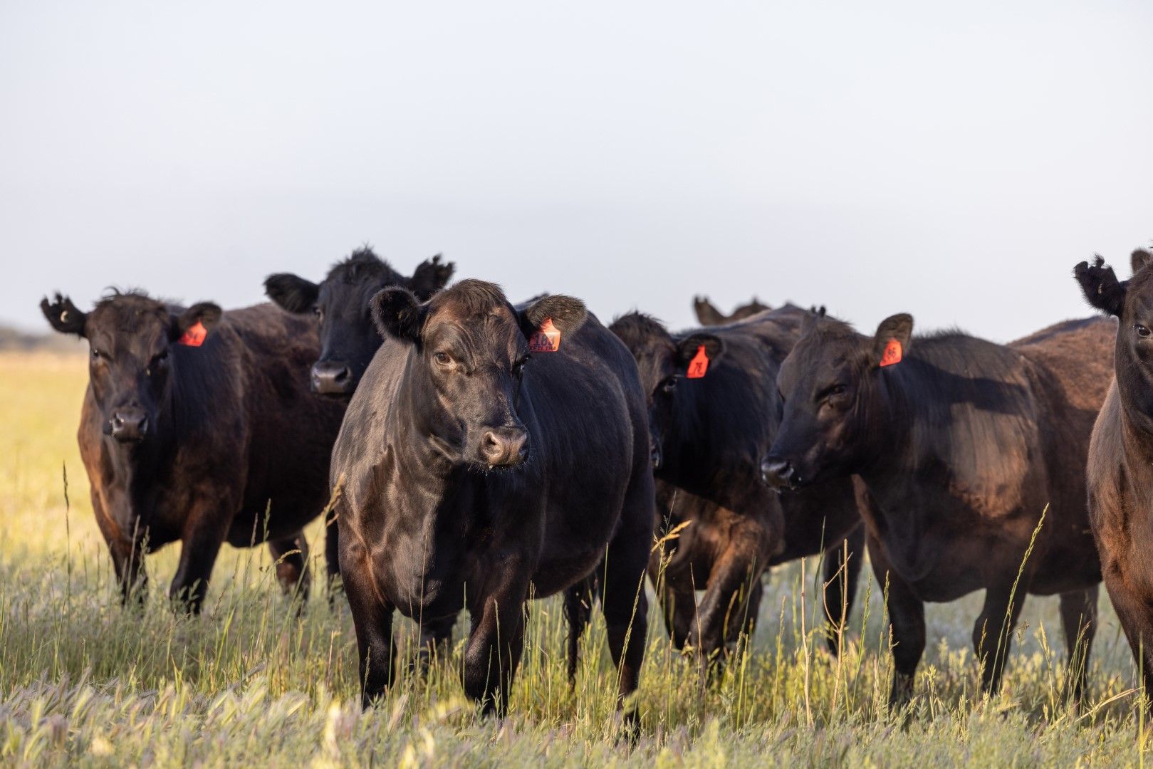 2702 Minnie Crowe Road, Kingston Se SA 5275 - House for Sale | Domain