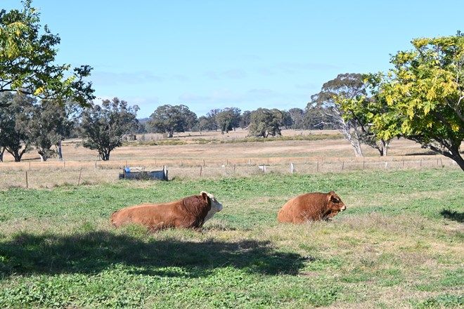 213 Real Estate Properties for Sale in Dunedoo, NSW, 2844 | Domain