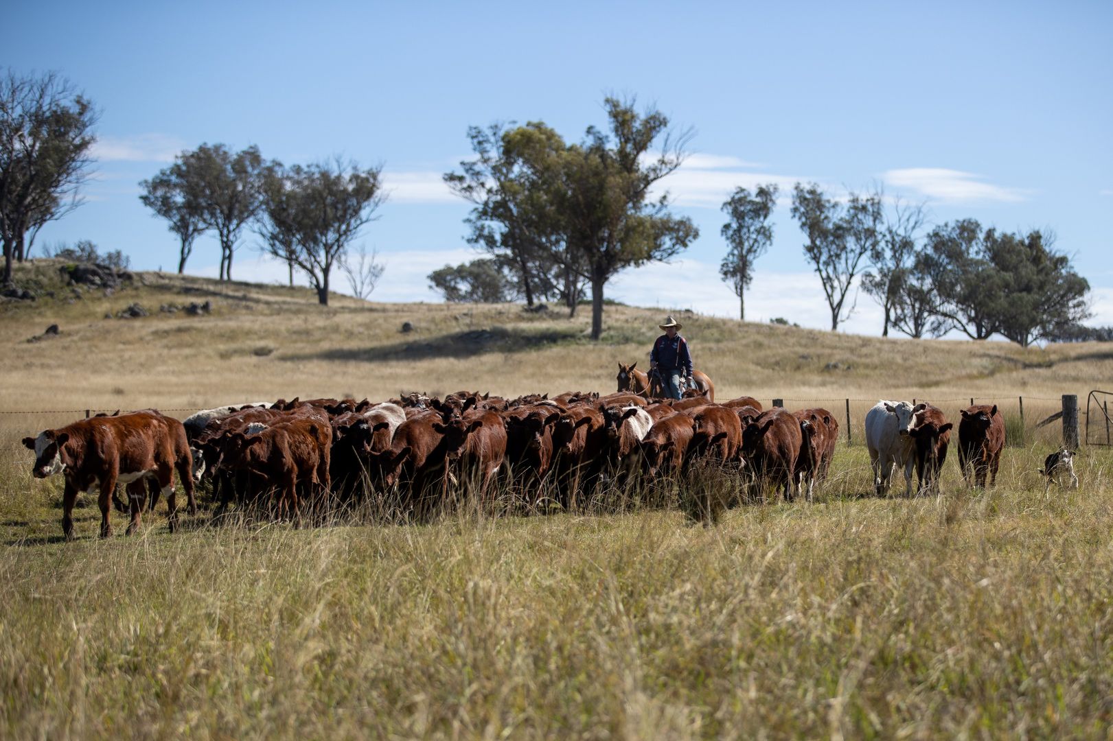 50 Laura Homestead Road, Bundarra | Property History & Address Research ...