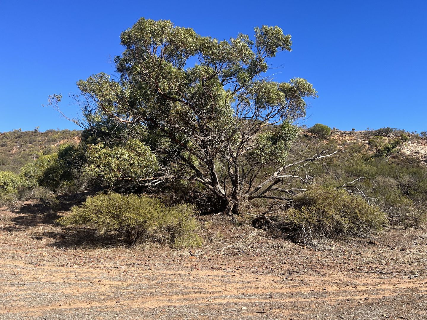 395 Nanson-Howatharra Road, Nanson WA 6532 - House for Sale | Domain