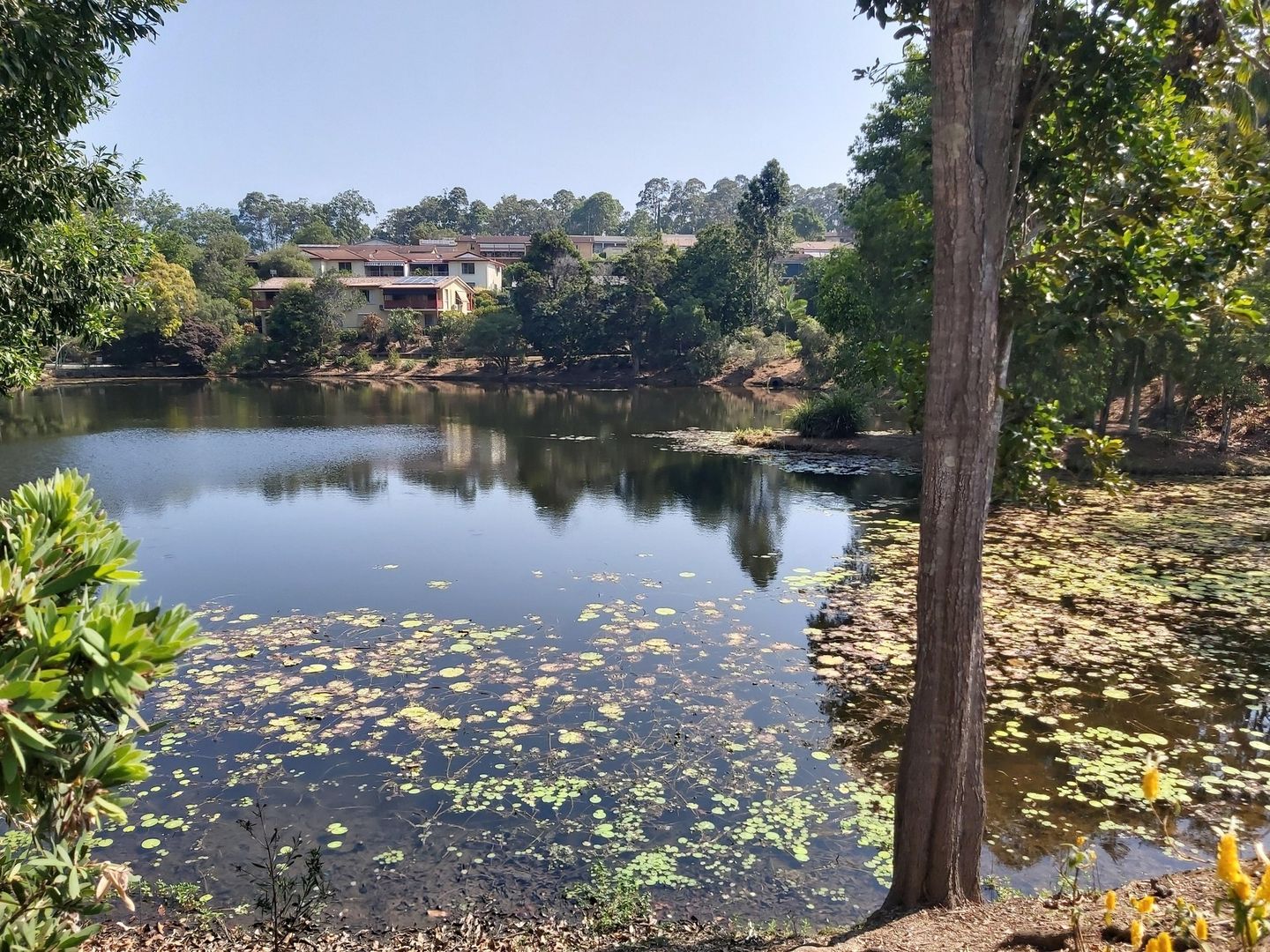 4 Fern Ave/1 Ingram Place, Murwillumbah NSW 2484 | Domain