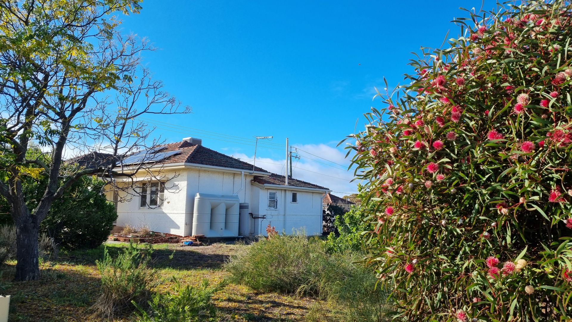 14 Leonora Street, Wagin WA 6315 | Domain