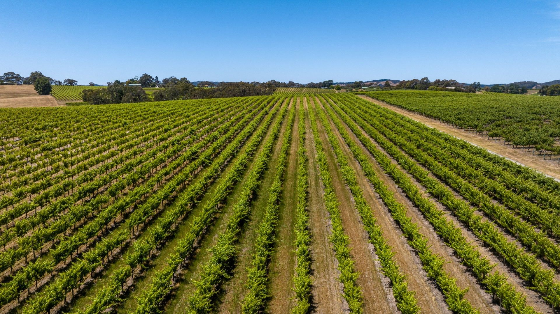 47 Ronald Road, Blewitt Springs SA 5171 - Viticulture Property for Sale