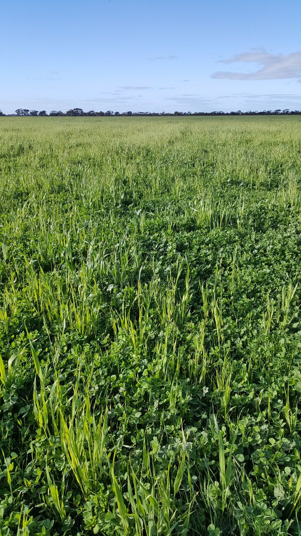 3000 Rabbit Proof Fence Road, Pingrup WA 6343 - Specialist Farm for Sale