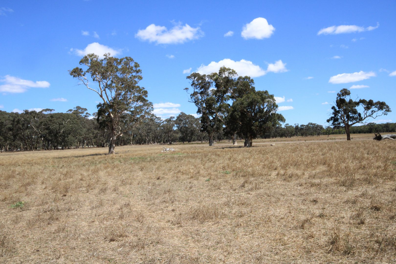 1234 Lucindale Road, Naracoorte SA 5271 - House for Sale | Domain