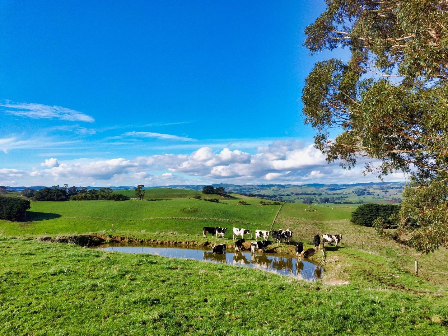 66 Trease And Robbins Road, Mardan VIC 3953 - Rural Lifestyle Property ...