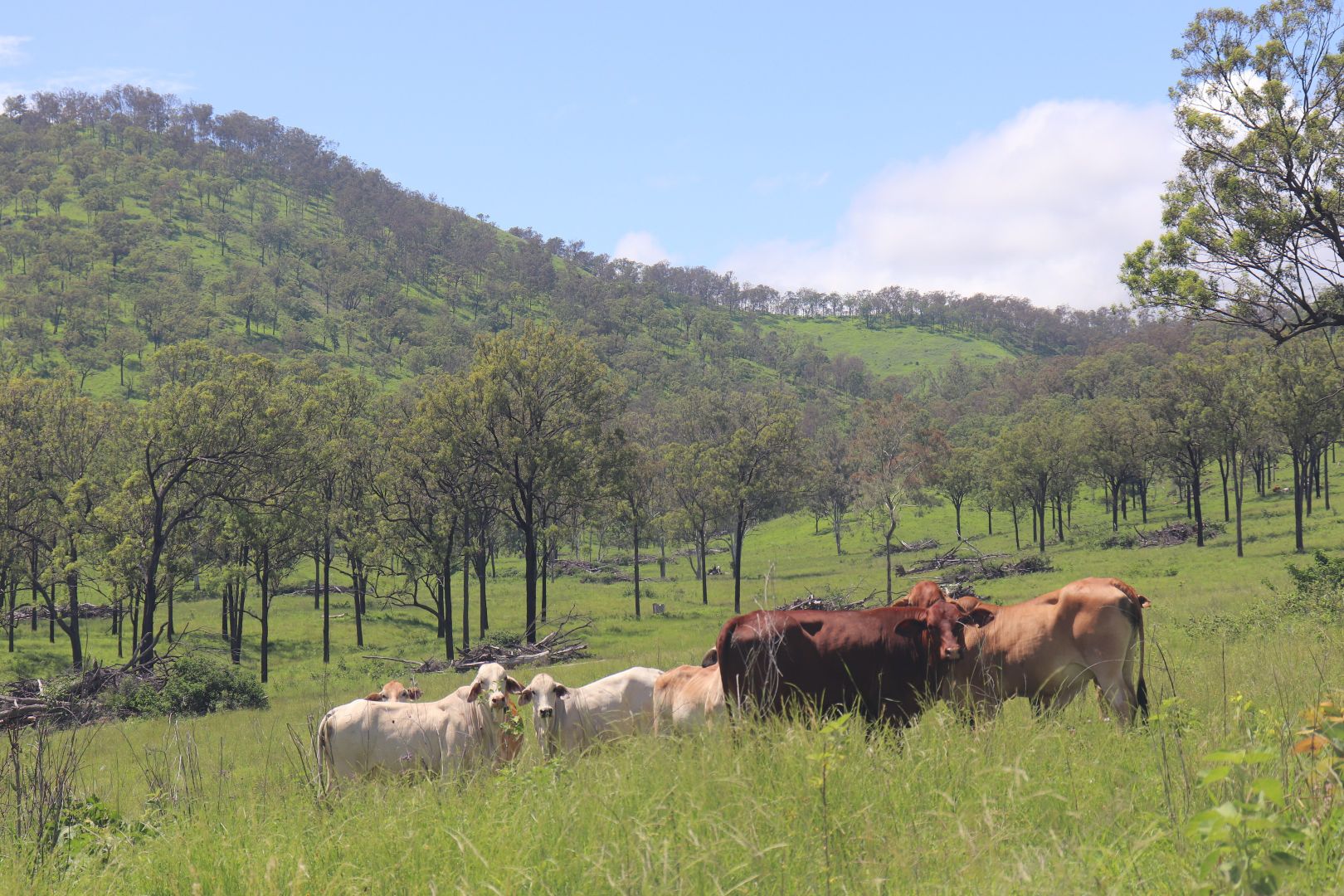 Serpentine Creek Wide Bay Highway, Woolooga QLD 4570 - House for Sale