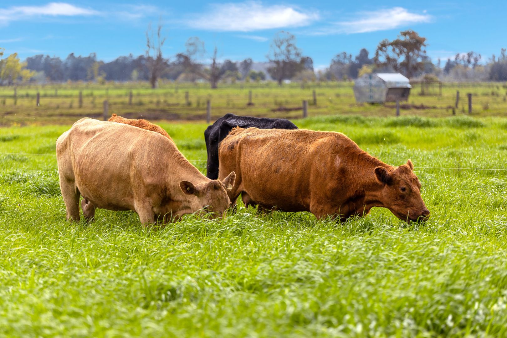 66 Blacks Lane, Ghinni Ghinni | Property History & Address Research ...