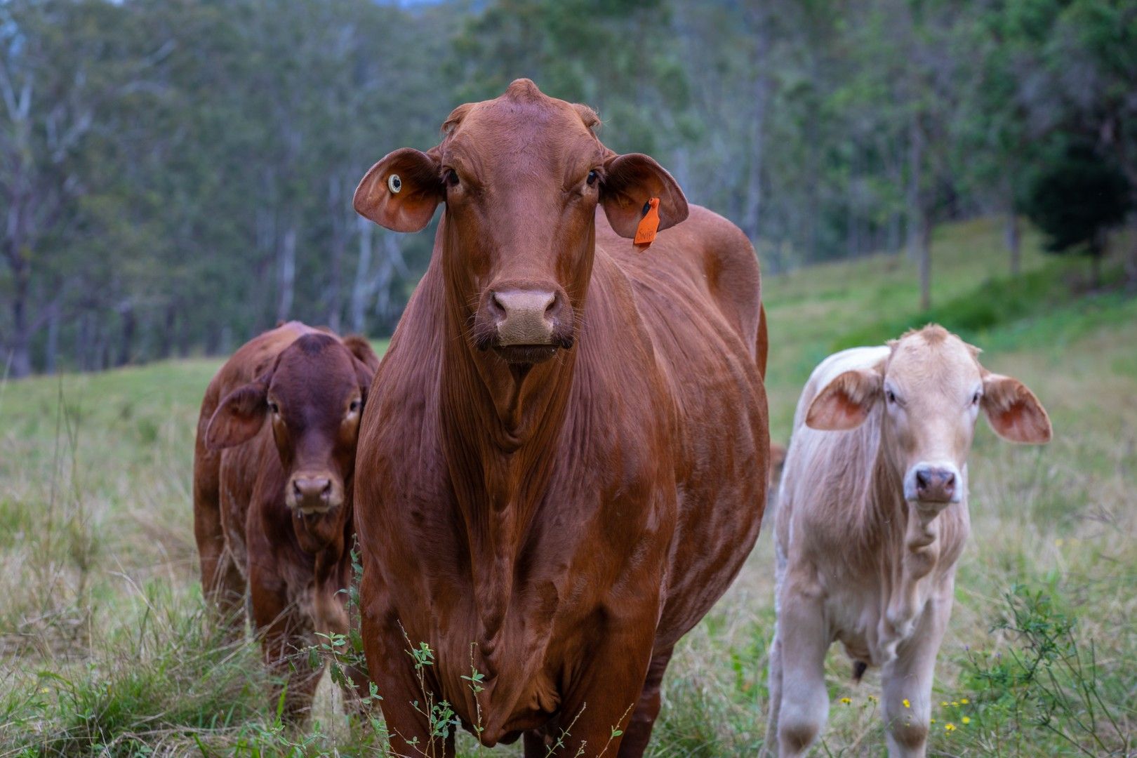 Rathdowney QLD 4287 - Farm for Sale | Domain