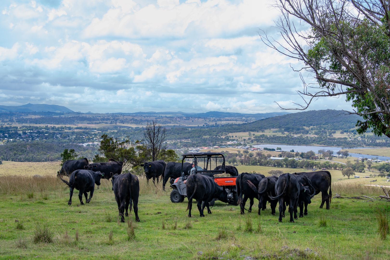 337 Mount Mackenzie Road, Tenterfield NSW 2372 - Farm for Sale