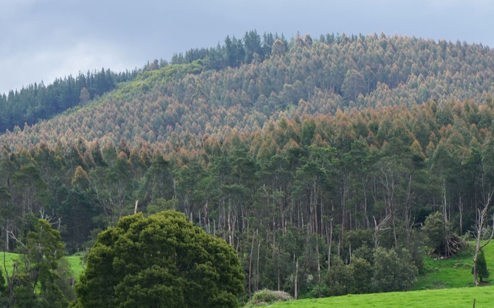 Cuckoo Road, Ringarooma TAS 7263 - House for Sale | Domain