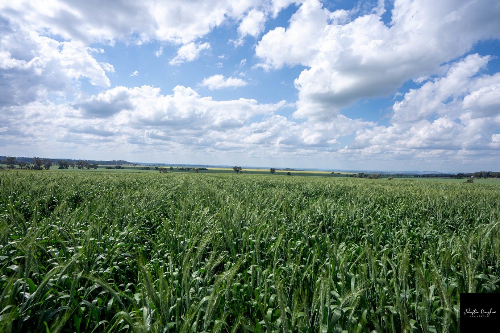 426 Mcevoys Road, Mullaley NSW 2379 - House for Sale | Domain