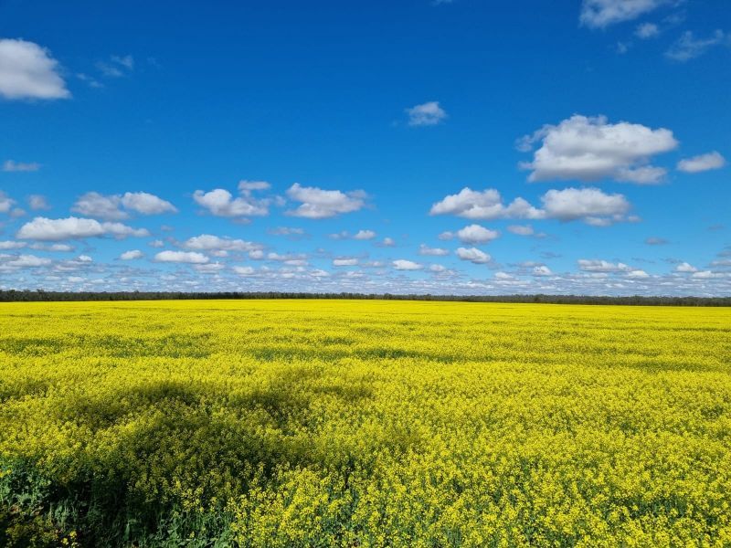 4669 Tabratong Crossing Road, Tottenham NSW 2873 - House for Sale