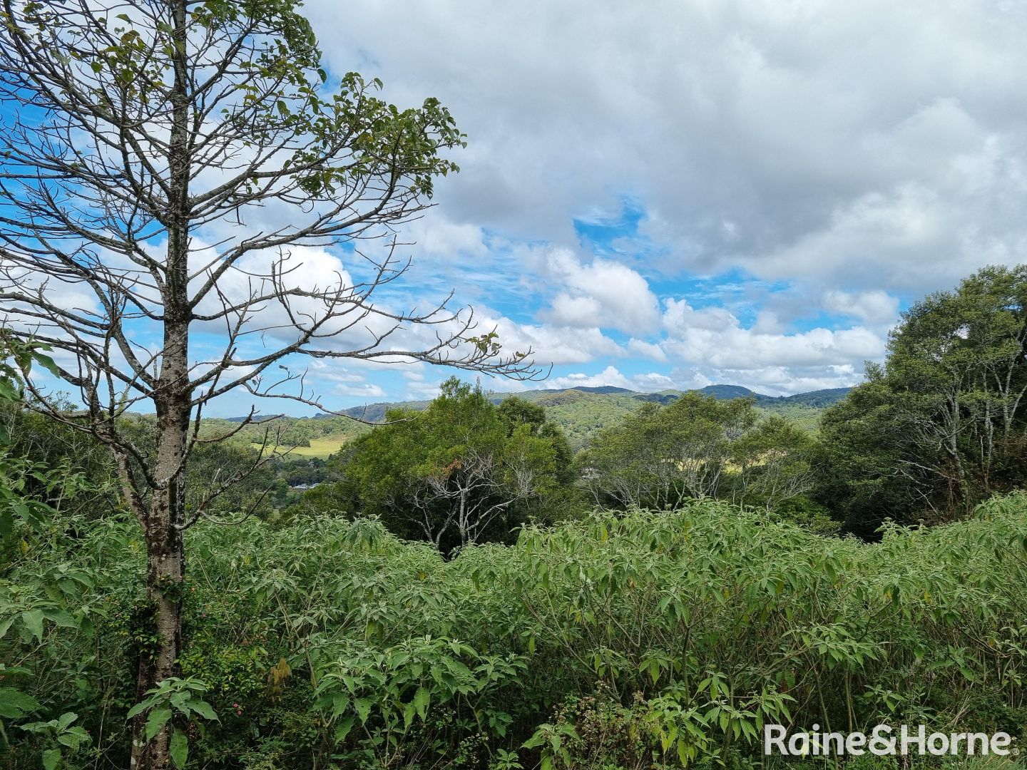 107 Lyrebird Ridge Road, Springbrook QLD 4213 | Domain